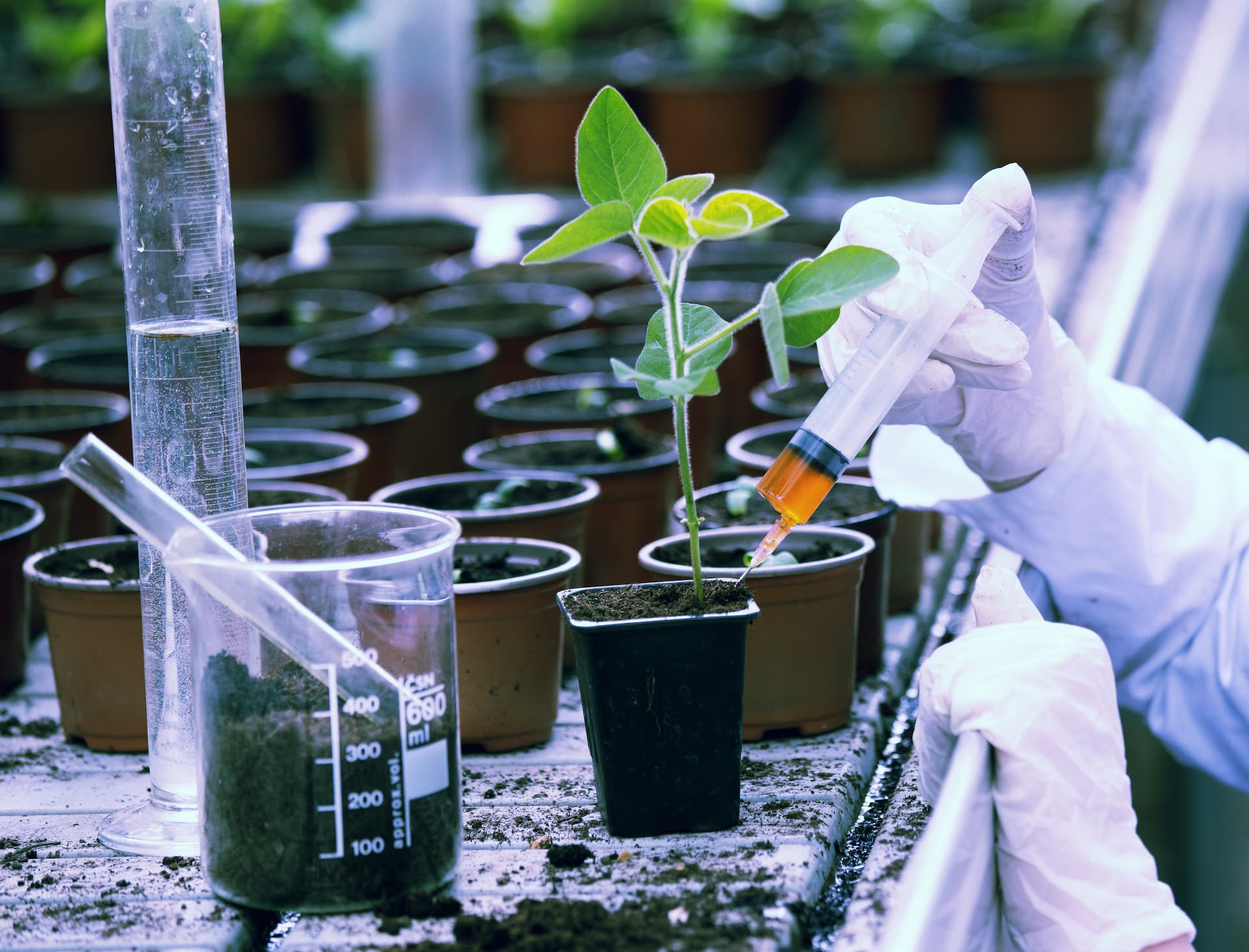 Plant biostimulants - Kisar biosolutions