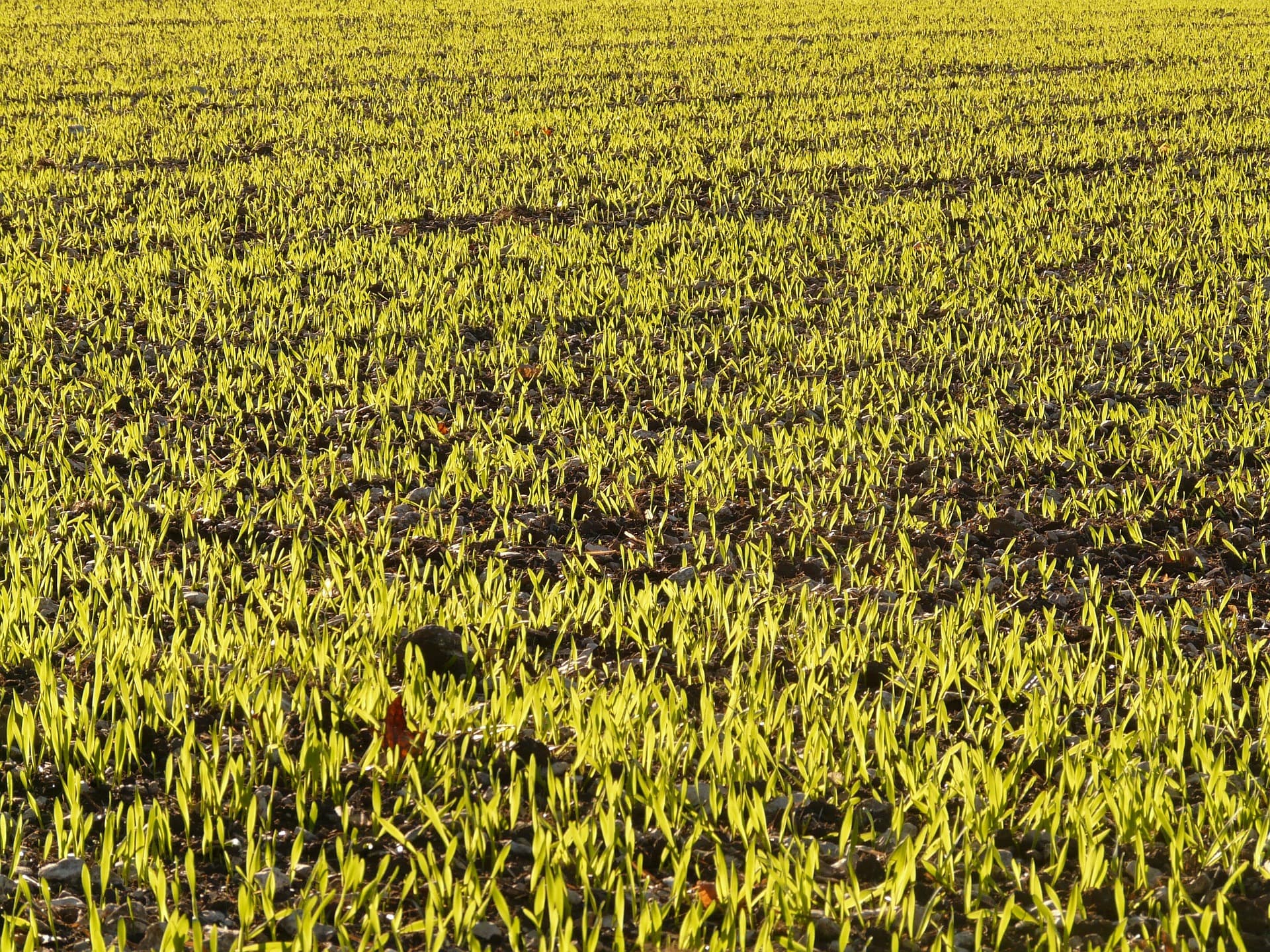 Development of seed treatment: seed coating - Kisar biosolutions